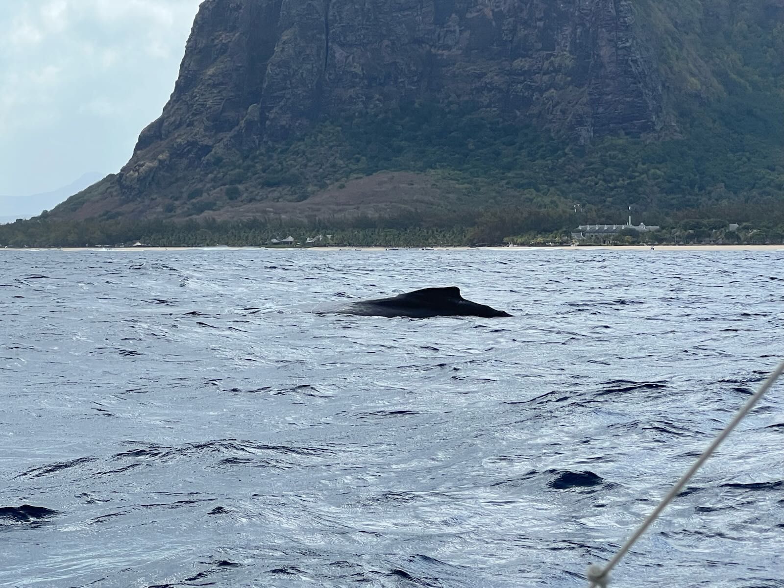 Whale Watching in Mauritius | batopima